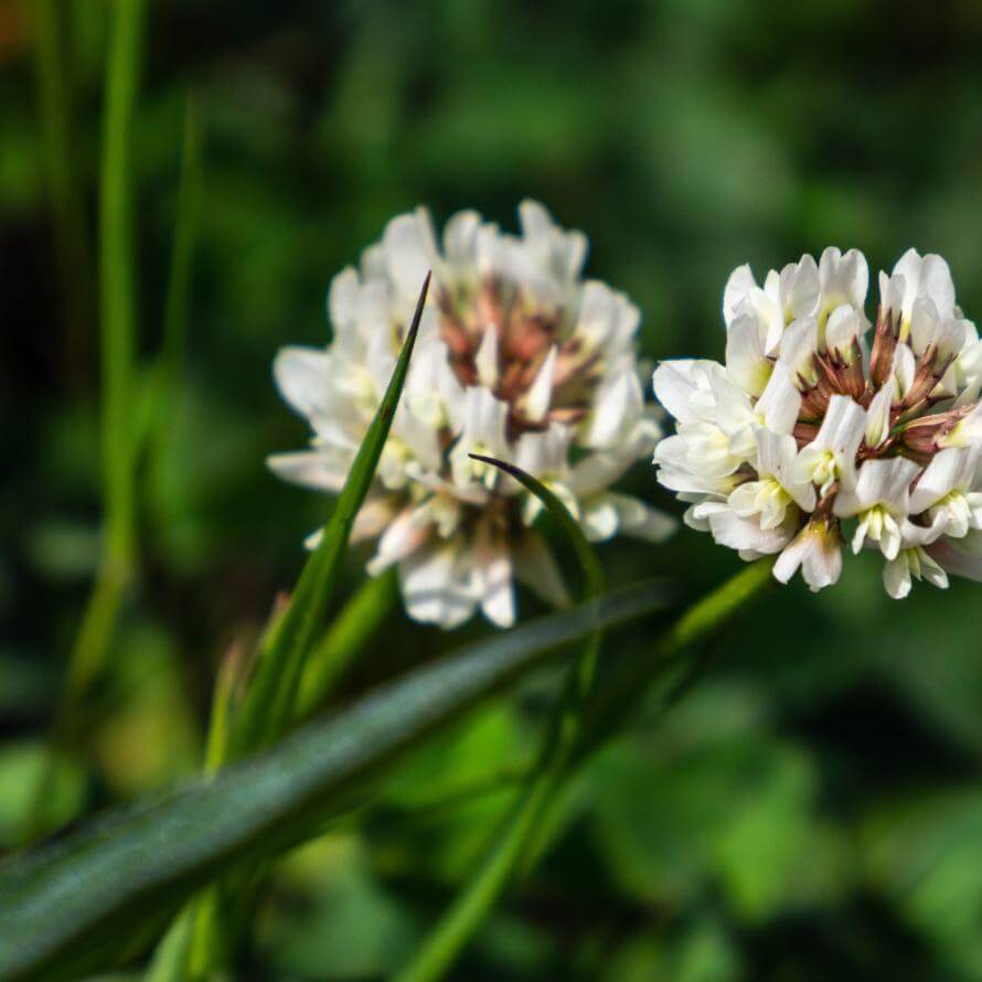 Annual Clovers | Southeast AgriSeeds