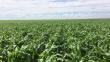 Grazing Corn | Southeast AgriSeeds