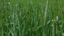 Triticale | Southeast AgriSeeds