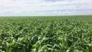Grazing Corn | Southeast AgriSeeds