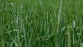 Triticale | Southeast AgriSeeds
