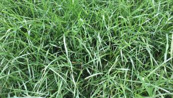 Annual Ryegrass | Southeast AgriSeeds