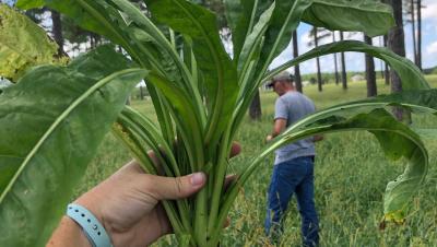 Forbs | Southeast AgriSeeds