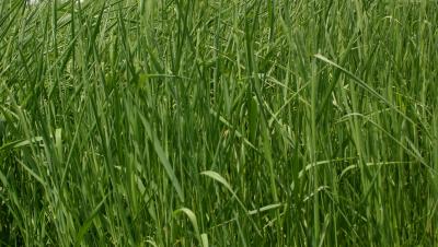 Timothy | Southeast AgriSeeds