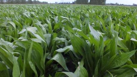 Forbs | Southeast AgriSeeds