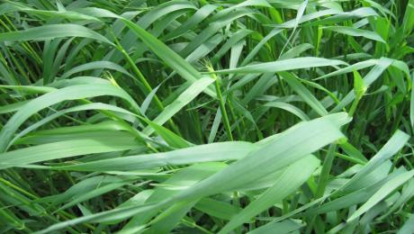 Cereal Rye | Southeast AgriSeeds