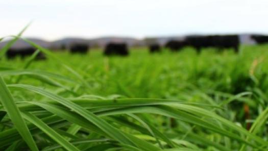 Winter Oats | Southeast AgriSeeds