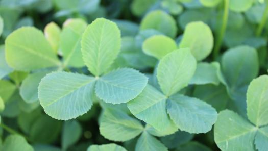 Annual Clovers | Southeast AgriSeeds