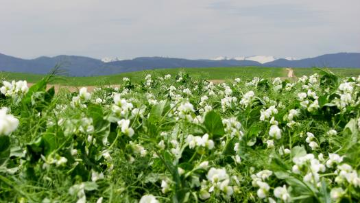 Winter Peas | Southeast AgriSeeds