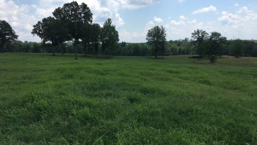 Bermudagrass | Southeast AgriSeeds