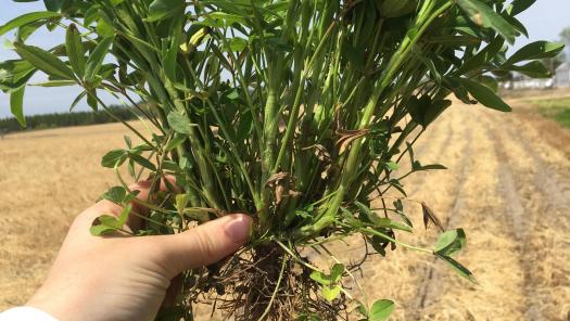Berseem | Southeast AgriSeeds