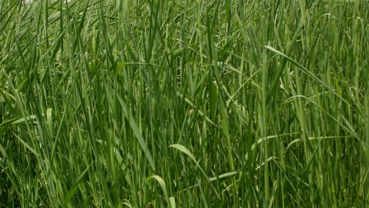 Timothy | Southeast AgriSeeds