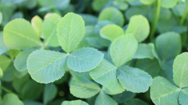 Annual Clovers | Southeast AgriSeeds