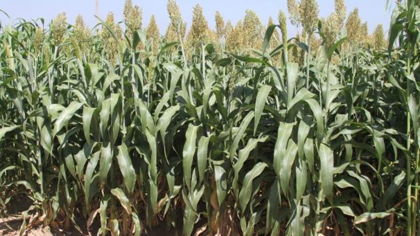 Forage Sorghum | Southeast AgriSeeds