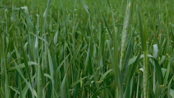 Triticale | Southeast AgriSeeds