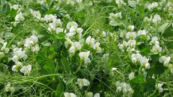 Winter and Spring Peas | Southeast AgriSeeds