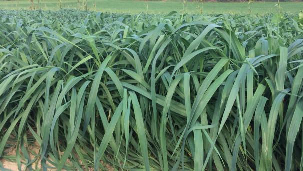 Spring Oats | Southeast AgriSeeds