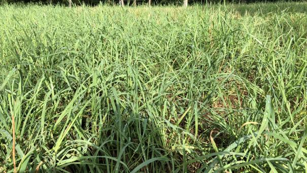 Prairie Bromegrass | Southeast AgriSeeds