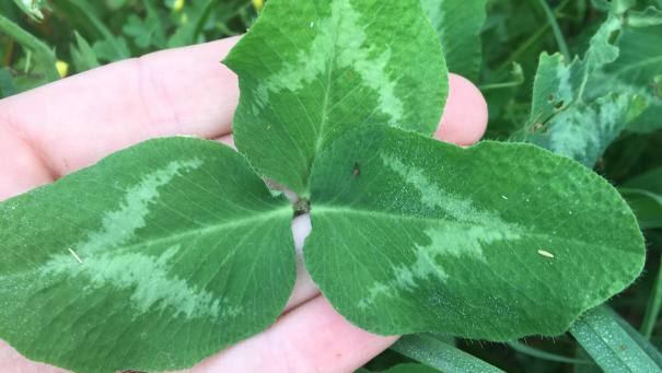 Red Clover | Southeast AgriSeeds