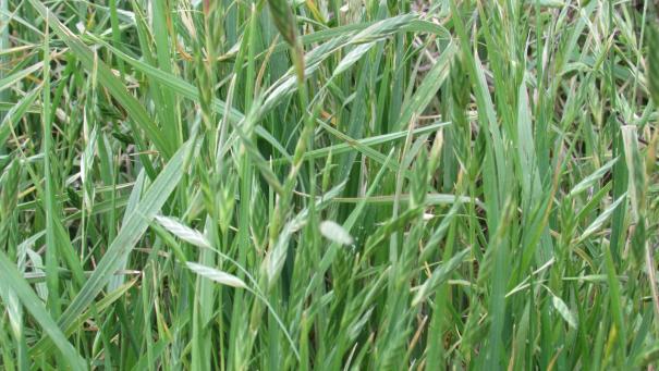 Bromegrass | Southeast AgriSeeds
