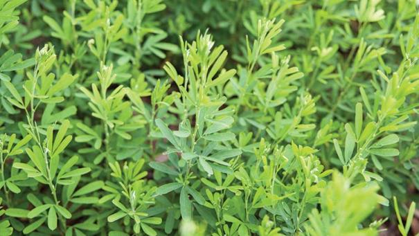 Lespedeza | Southeast AgriSeeds
