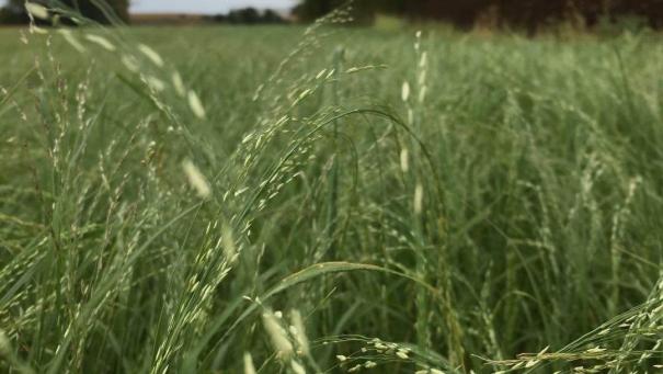 Teff | Southeast AgriSeeds