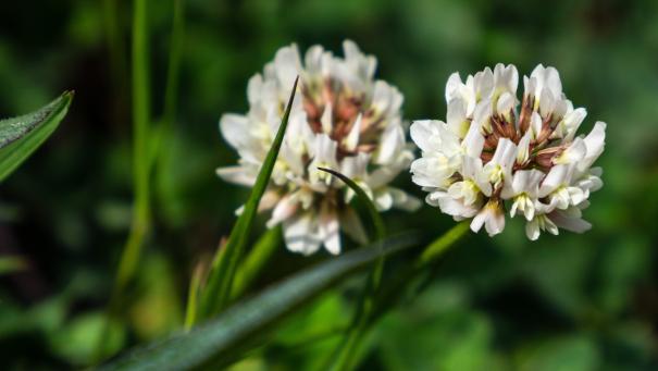 Ball Clover | Southeast AgriSeeds