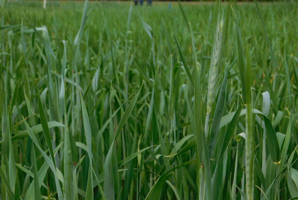 Triticale | Southeast AgriSeeds