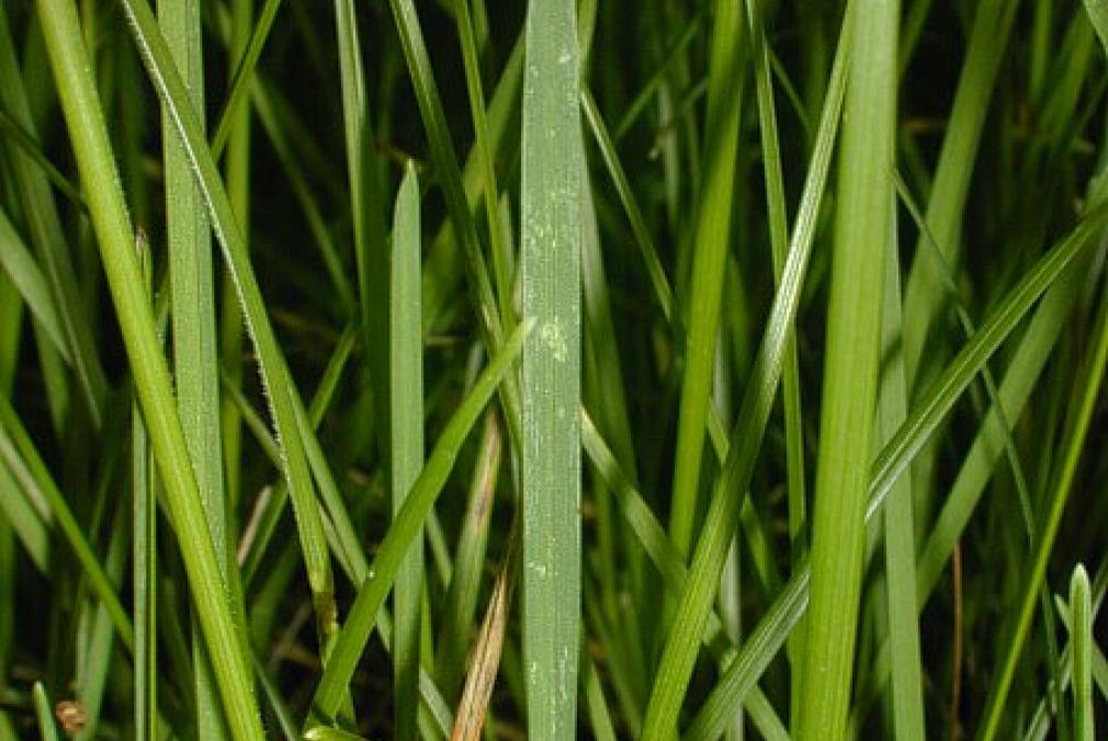 Bluegrass | Southeast AgriSeeds