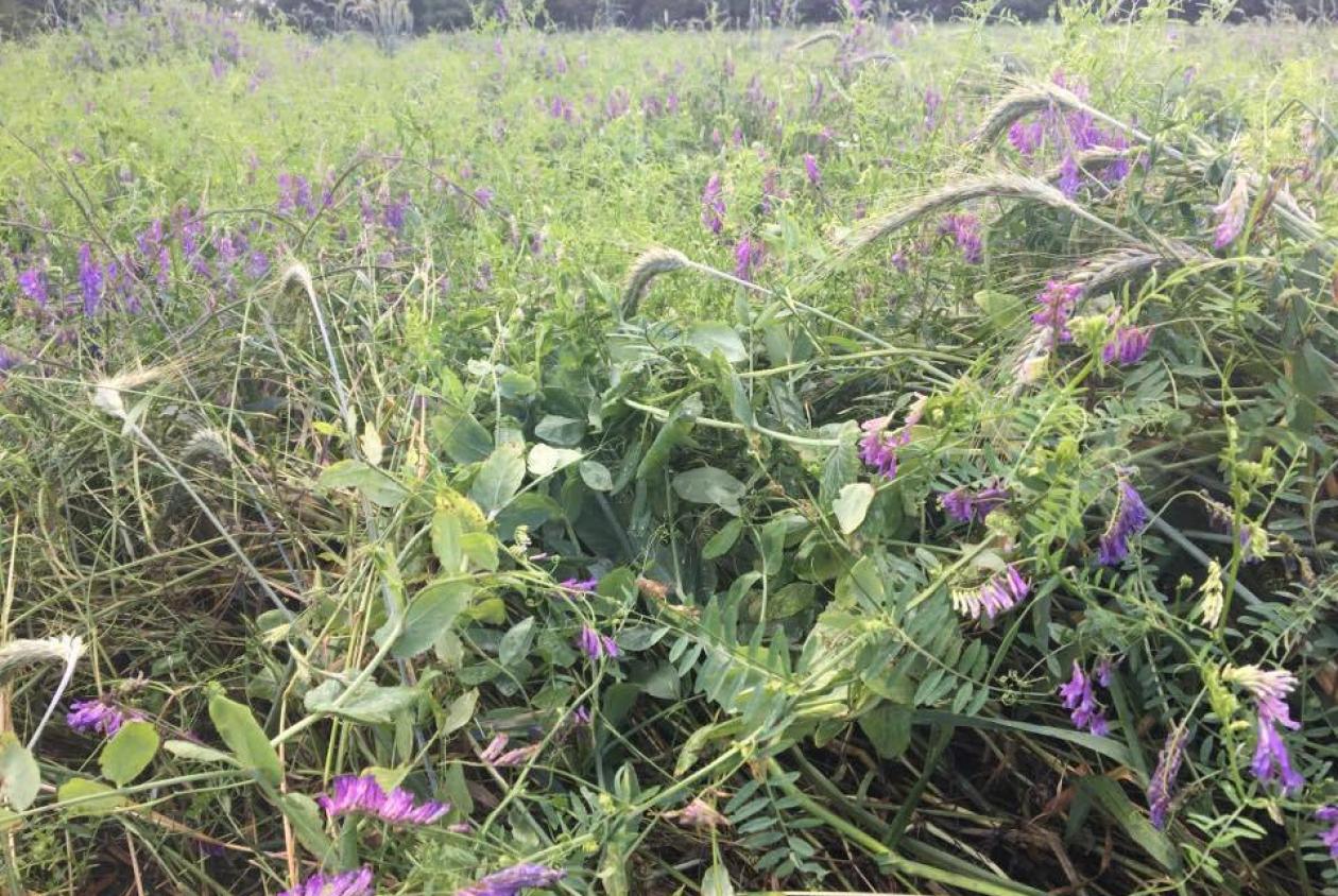 Legumes | Southeast AgriSeeds