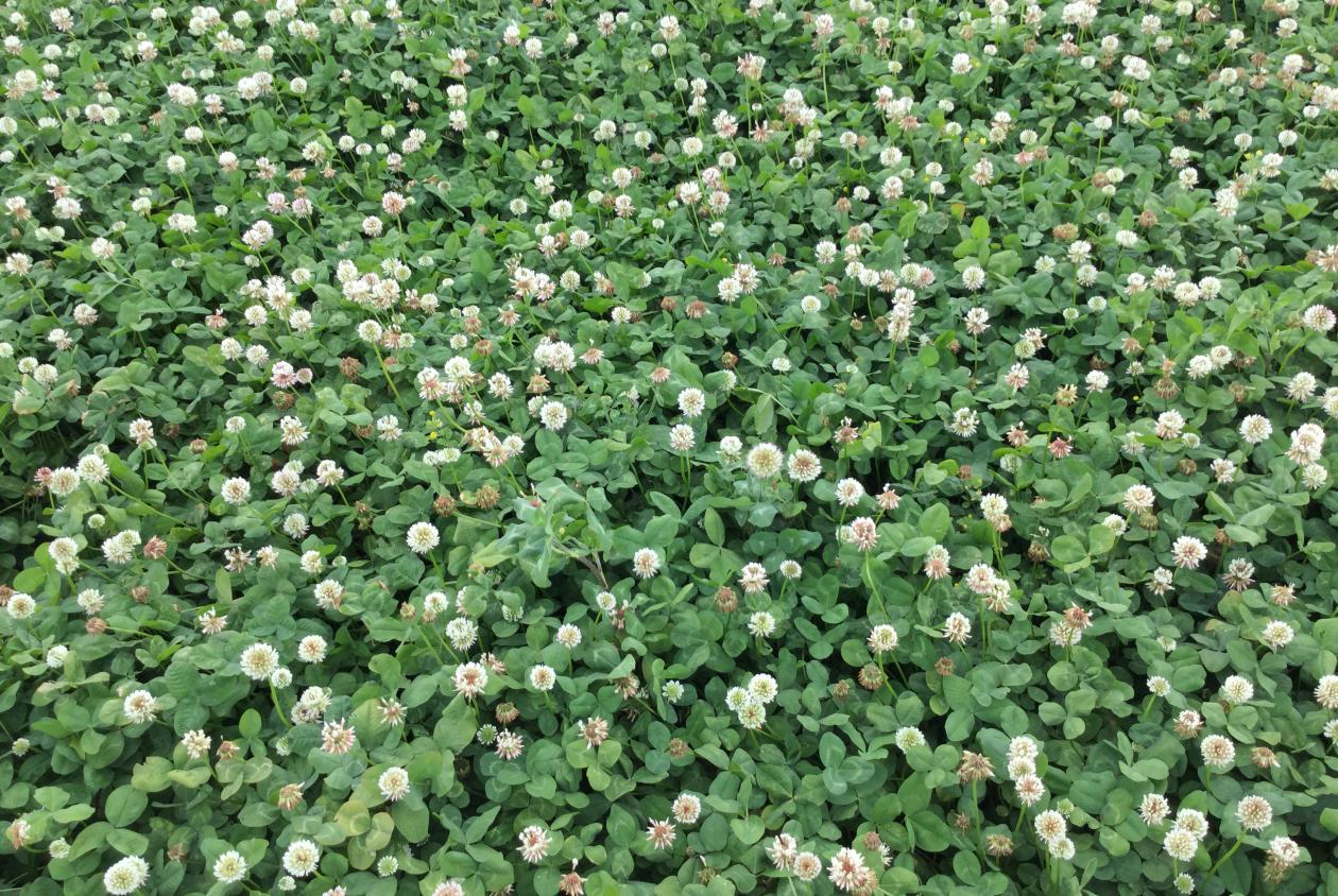 White Clover | Southeast AgriSeeds