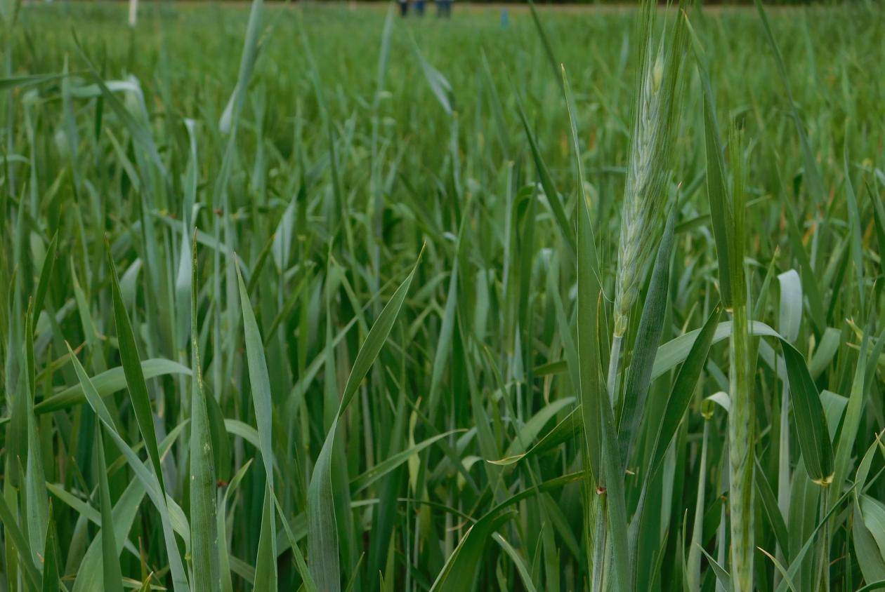 Triticale | Southeast AgriSeeds