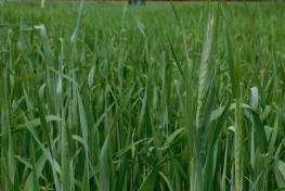Triticale | Southeast AgriSeeds