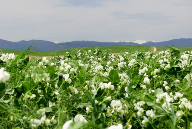 Winter Peas | Southeast AgriSeeds