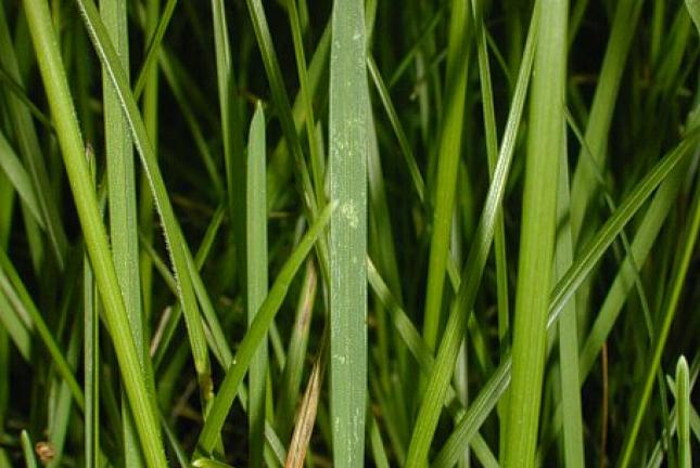 Bluegrass | Southeast AgriSeeds