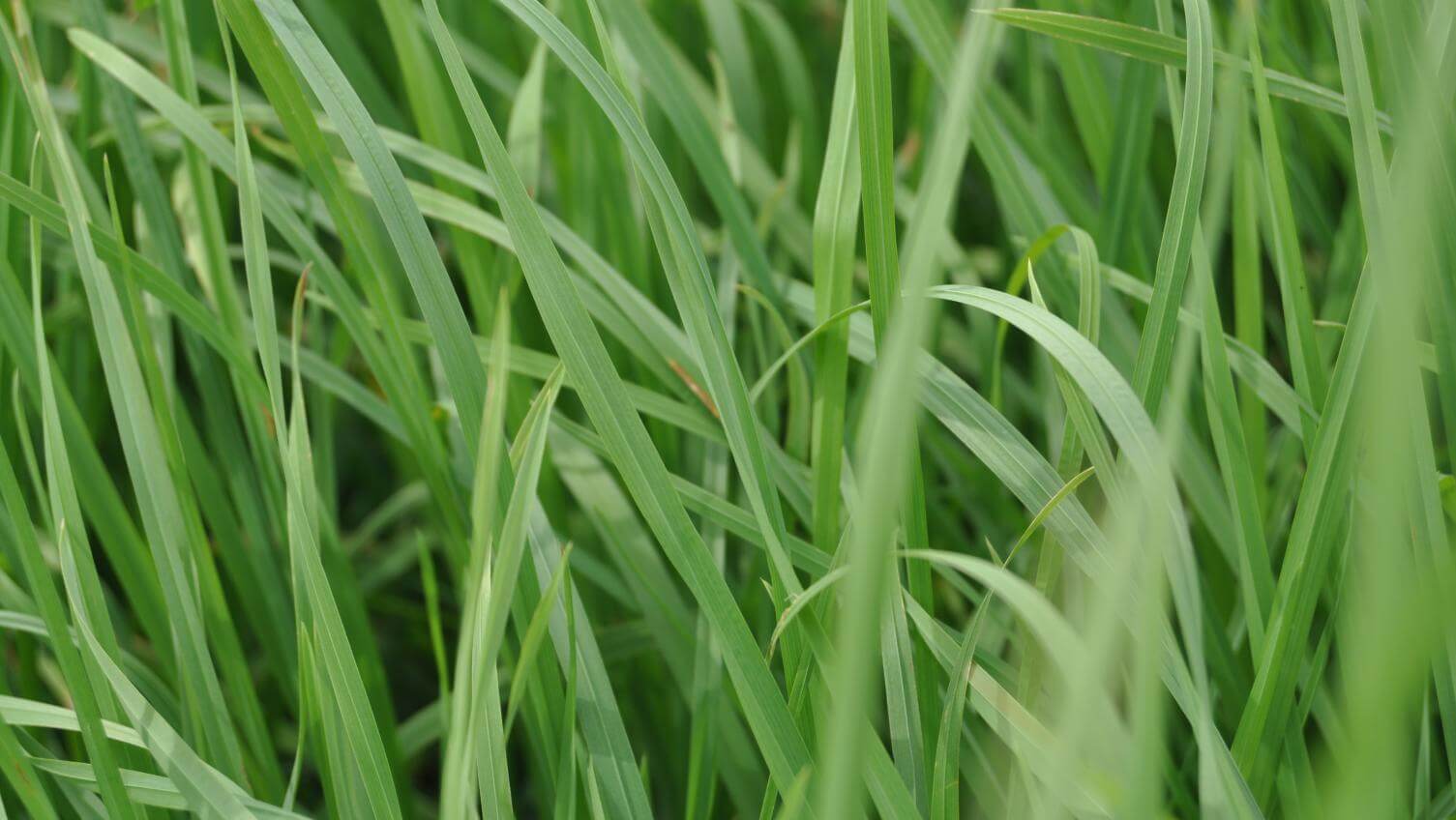 Southeast AgriSeeds: Helping You Optimize Productivity!