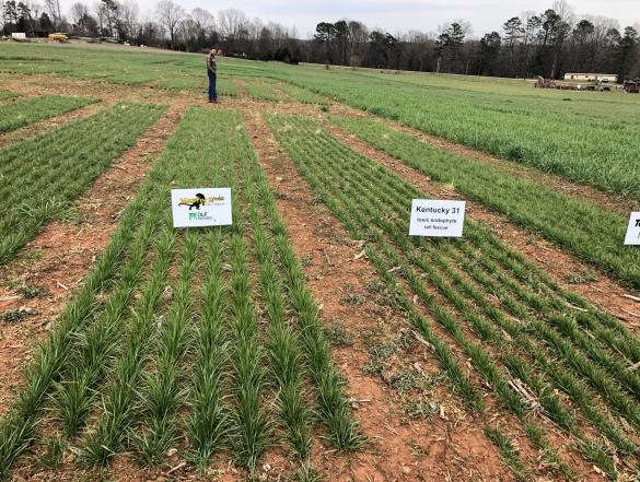 Martin II Protek Novel Endophyte Tall Fescue | Southeast AgriSeeds