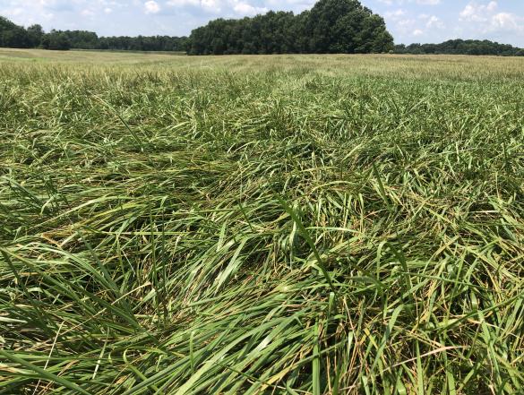 Martin II Protek Novel Endophyte Tall Fescue | Southeast AgriSeeds