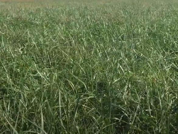 Martin II Protek Novel Endophyte Tall Fescue | Southeast AgriSeeds