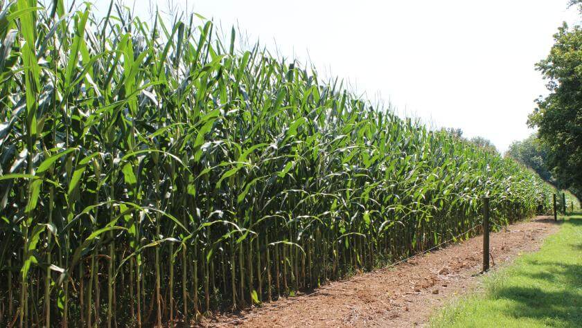 BMR Grazing Corn Grazing Corn | Southeast AgriSeeds