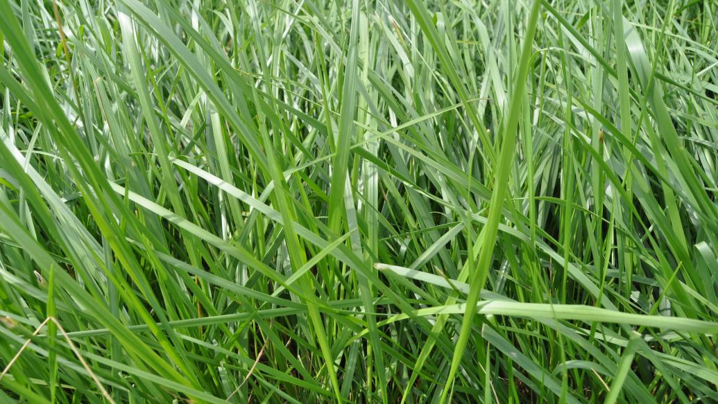 Cool Season Perennial Grass Selection for the Southeast | Southeast ...