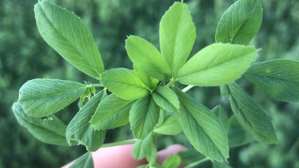 Understanding Alfalfa | Southeast AgriSeeds