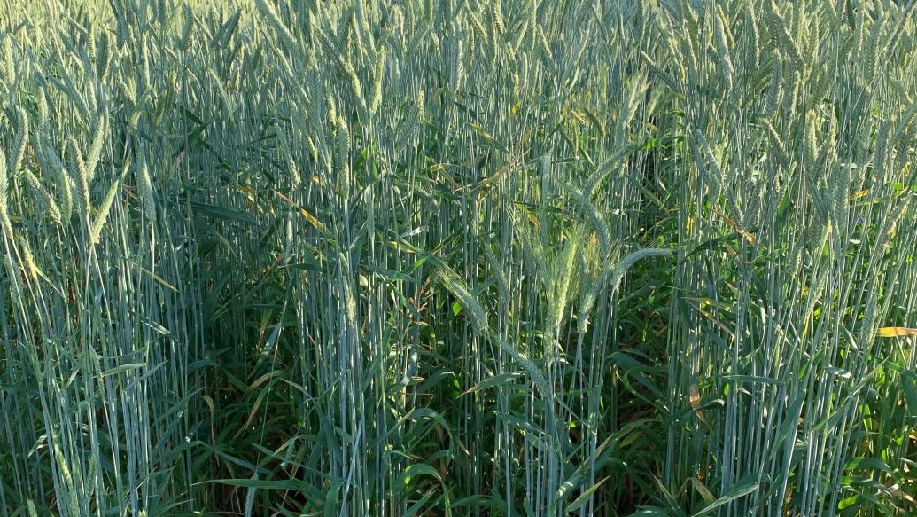 It's time to plan your fall forage planting | Southeast AgriSeeds