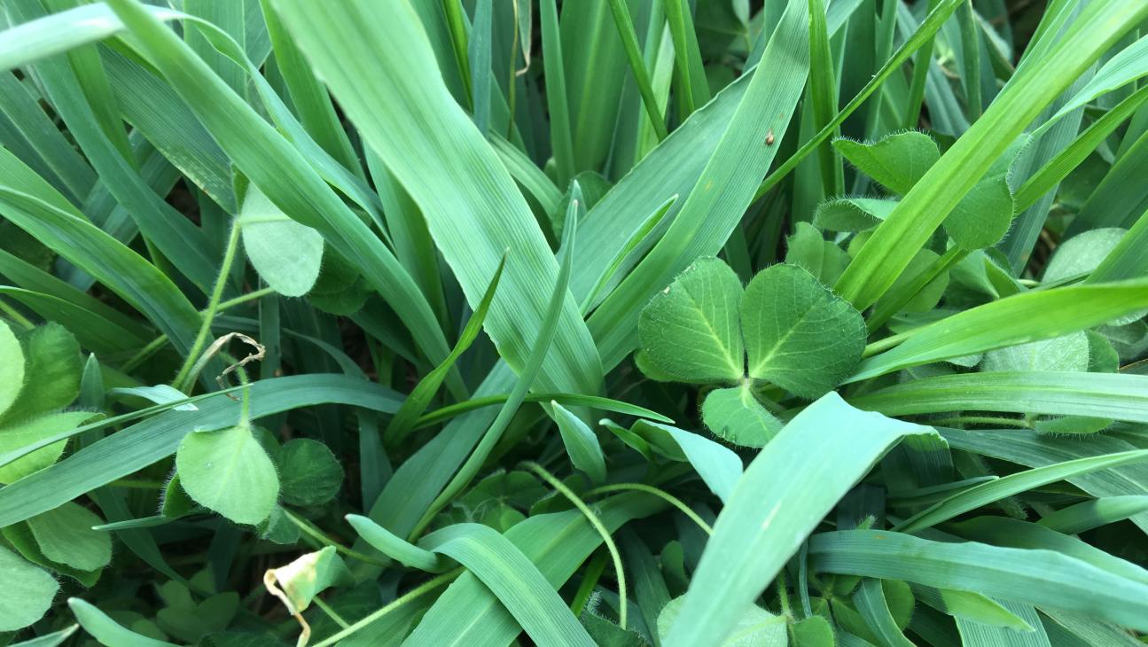 Spring Oats- Forage, Fast! | Southeast AgriSeeds