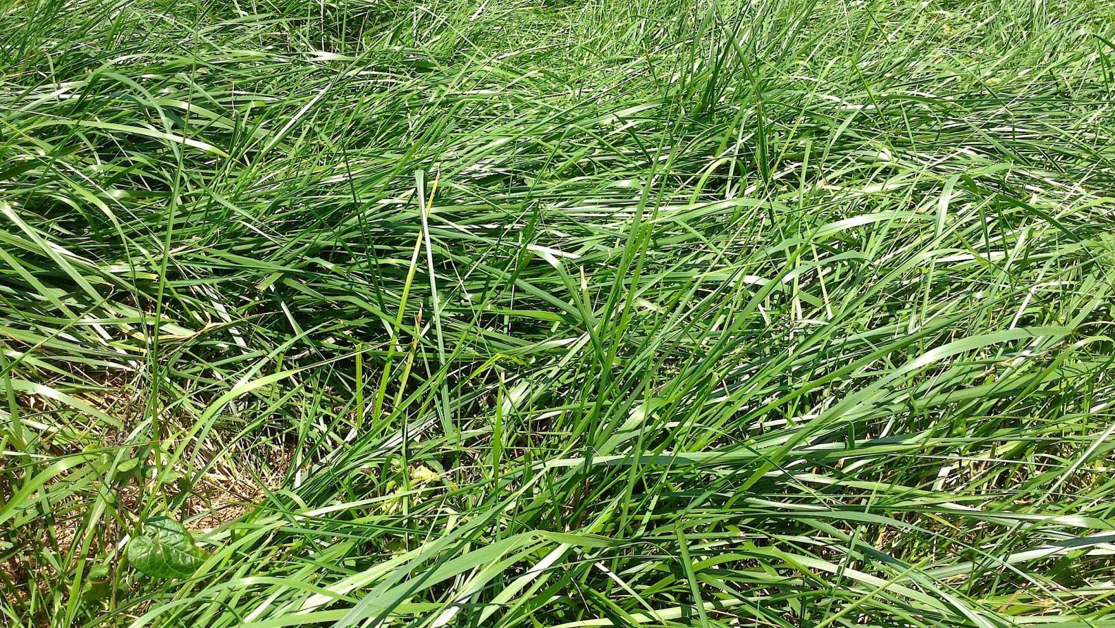 Tall Fescue | Southeast AgriSeeds