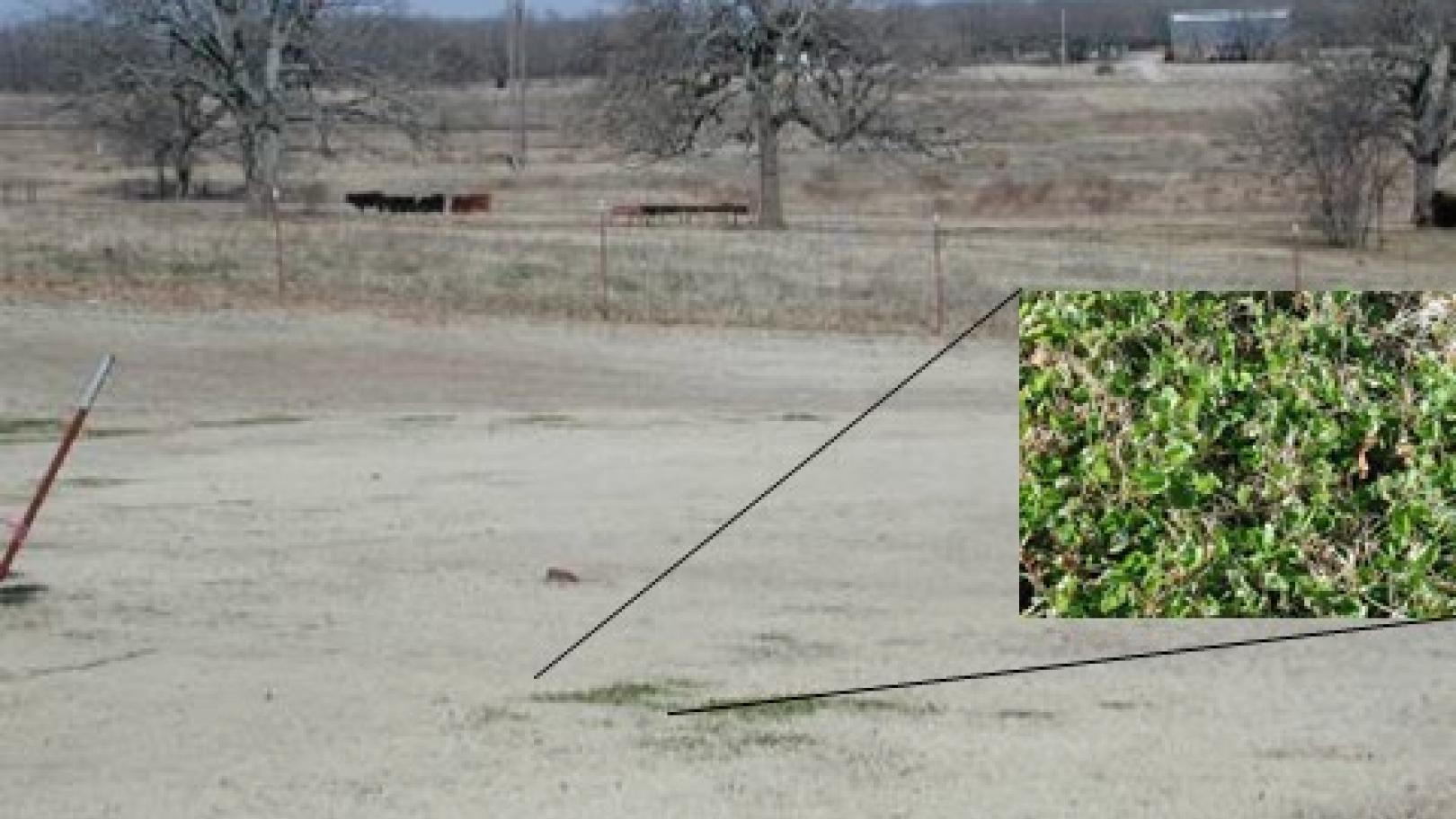 Everything You Wanted to Know About White Clover (But Were Afraid to ...