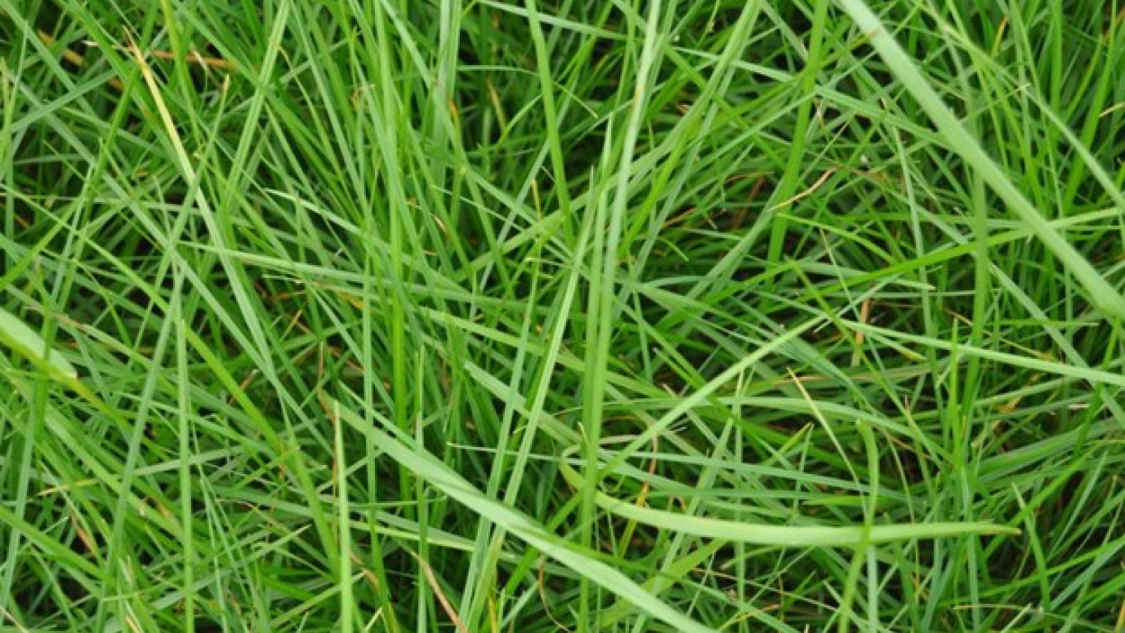 Ryegrass: Diploids vs. Tetraploids | Southeast AgriSeeds