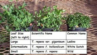 Everything You Wanted to Know About White Clover (But Were Afraid to ...