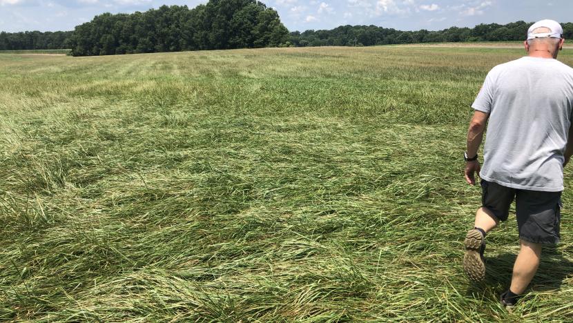 Five Guiding Principles in Forage Management | Southeast AgriSeeds