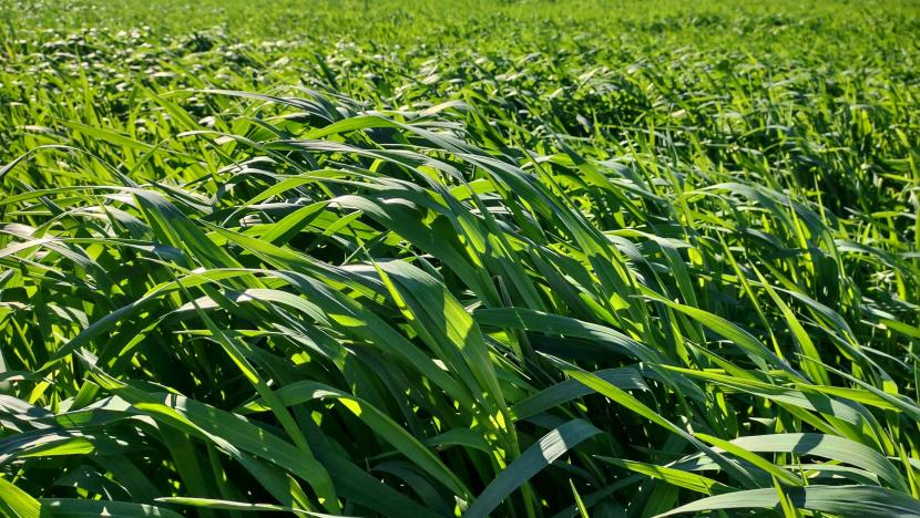 It's time to plan your fall forage planting | Southeast AgriSeeds